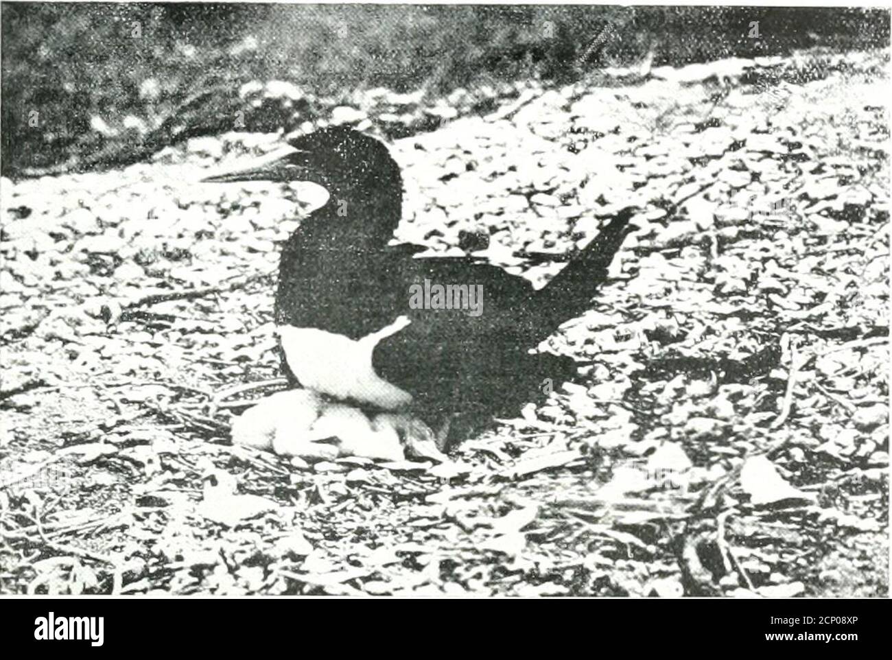 Mullet fish australia hi-res stock photography and images - Alamy