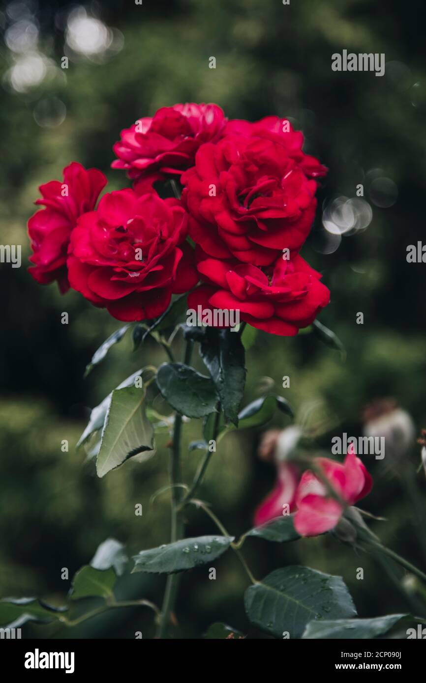 Garden red roses hi-res stock photography and images - Alamy