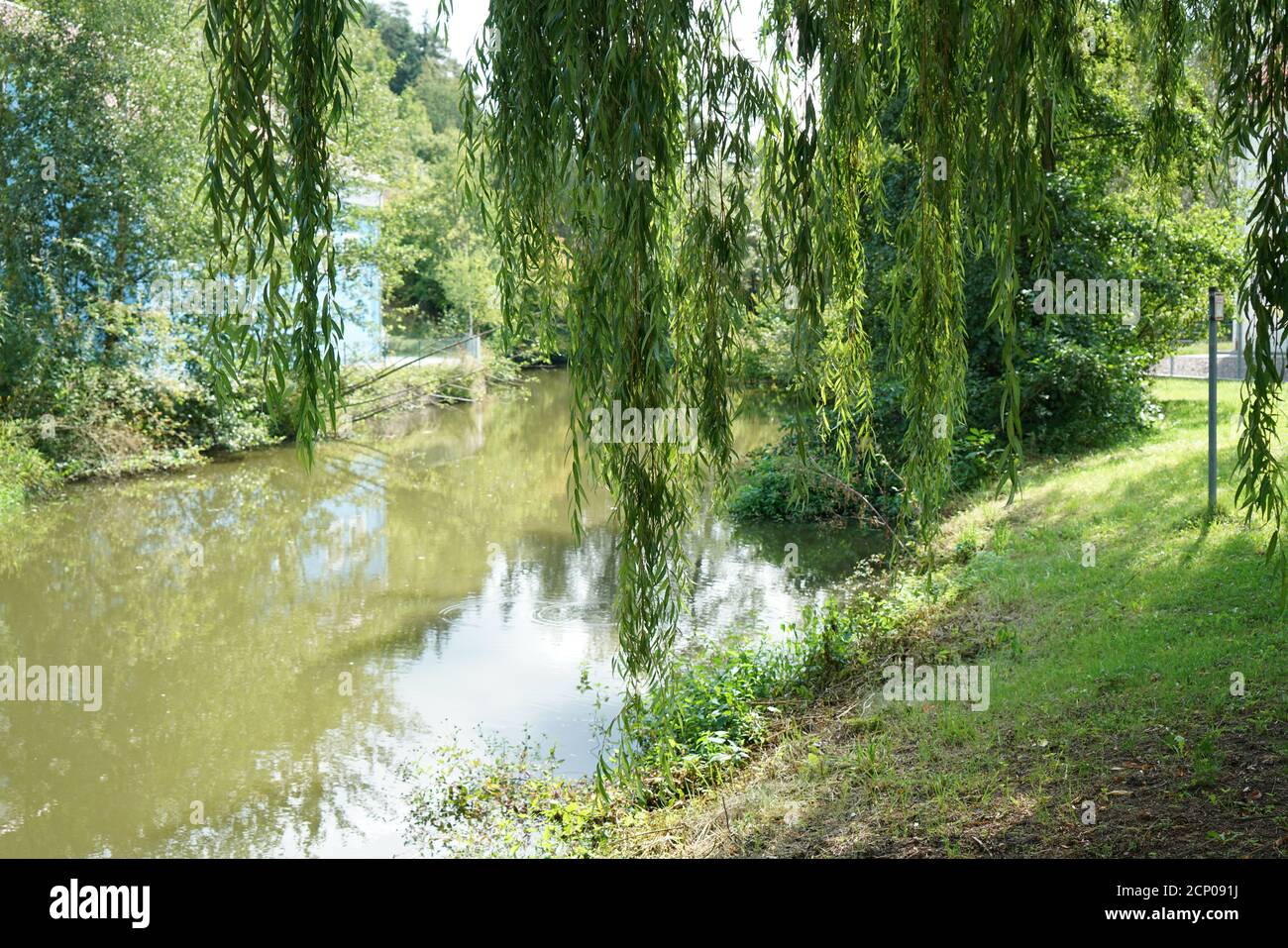 Beautiful willow trees by the river Stock Photo - Alamy
