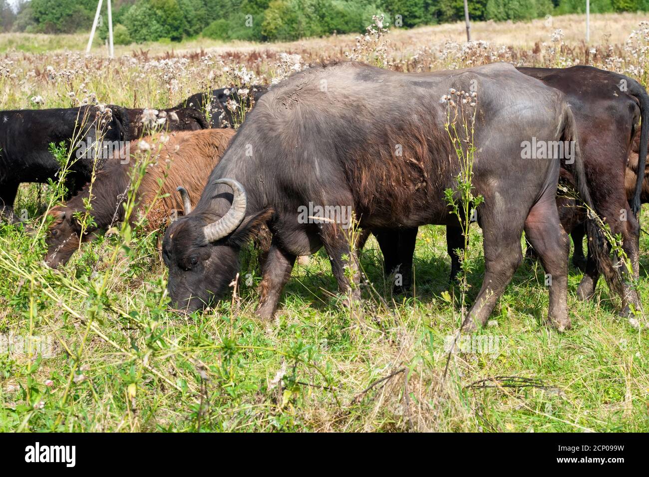 Buffalo eating grass in the pasture on a summer day Stock Photo - Alamy