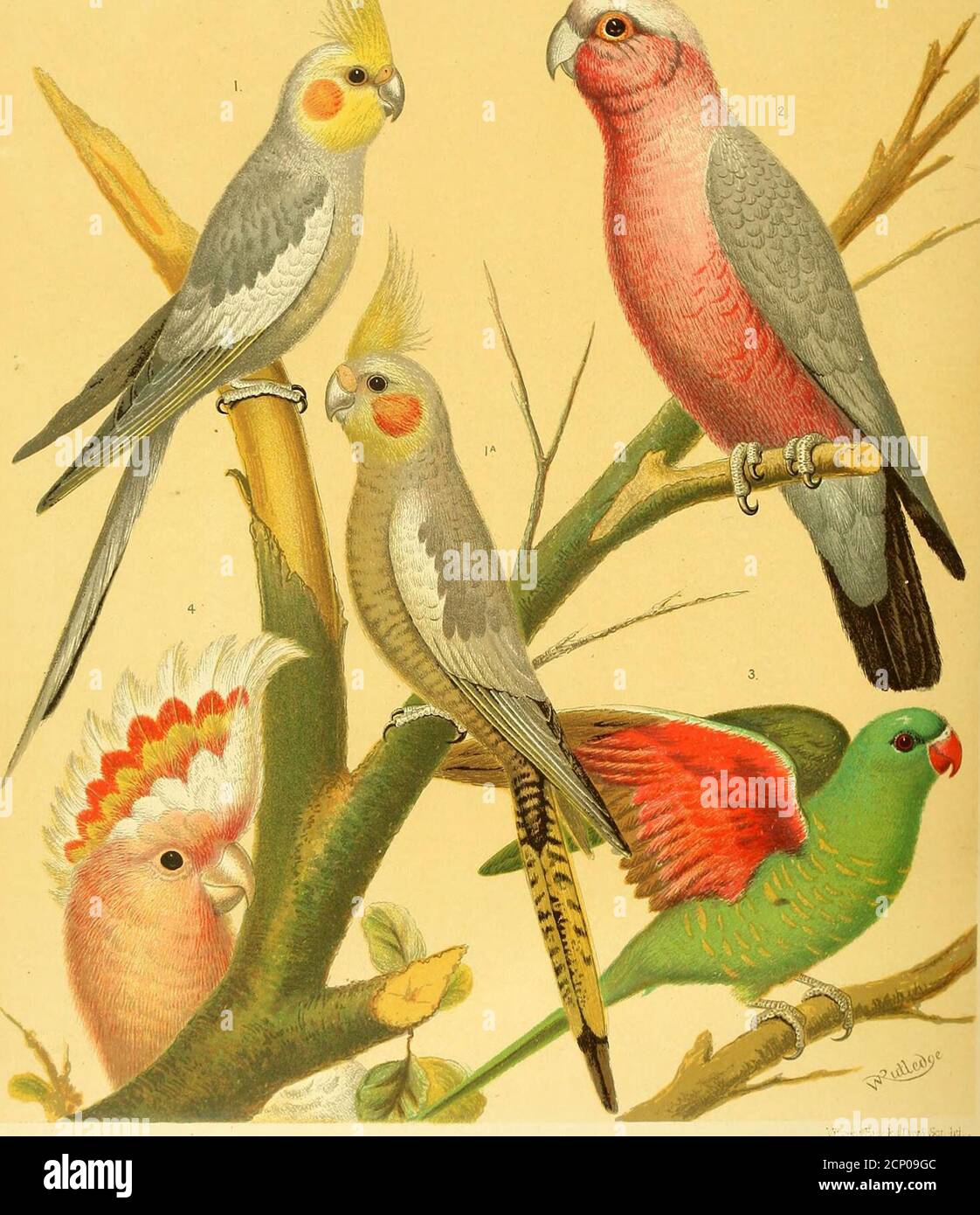 1498 columbus hi-res stock photography and images - Alamy