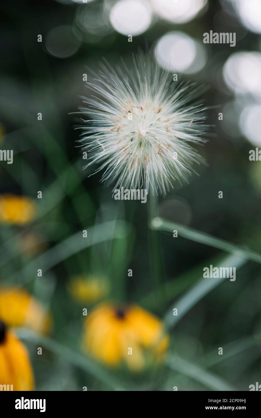 Lamp cleaner grass Stock Photo - Alamy