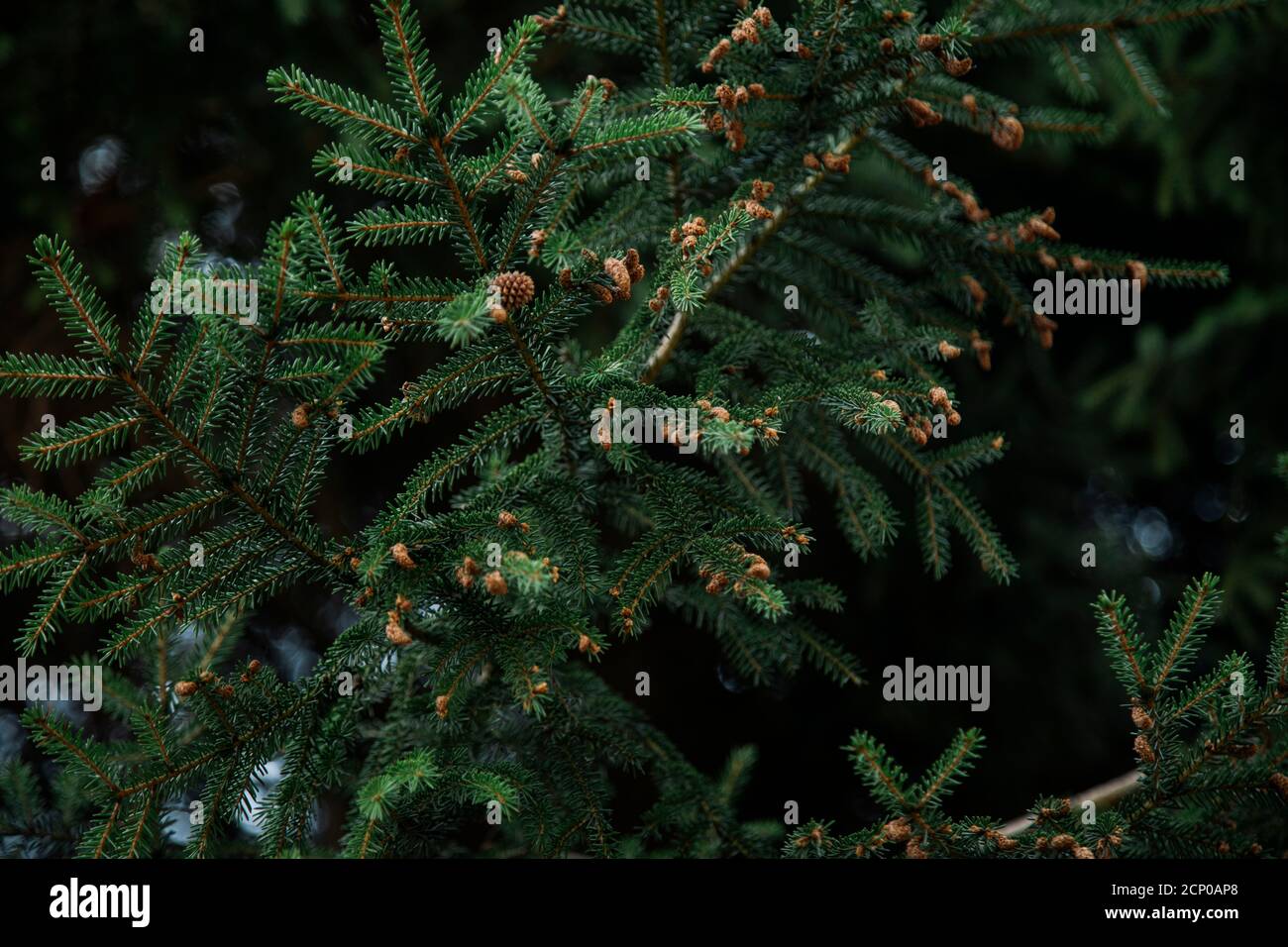 Cells of plants and trees hi-res stock photography and images - Alamy