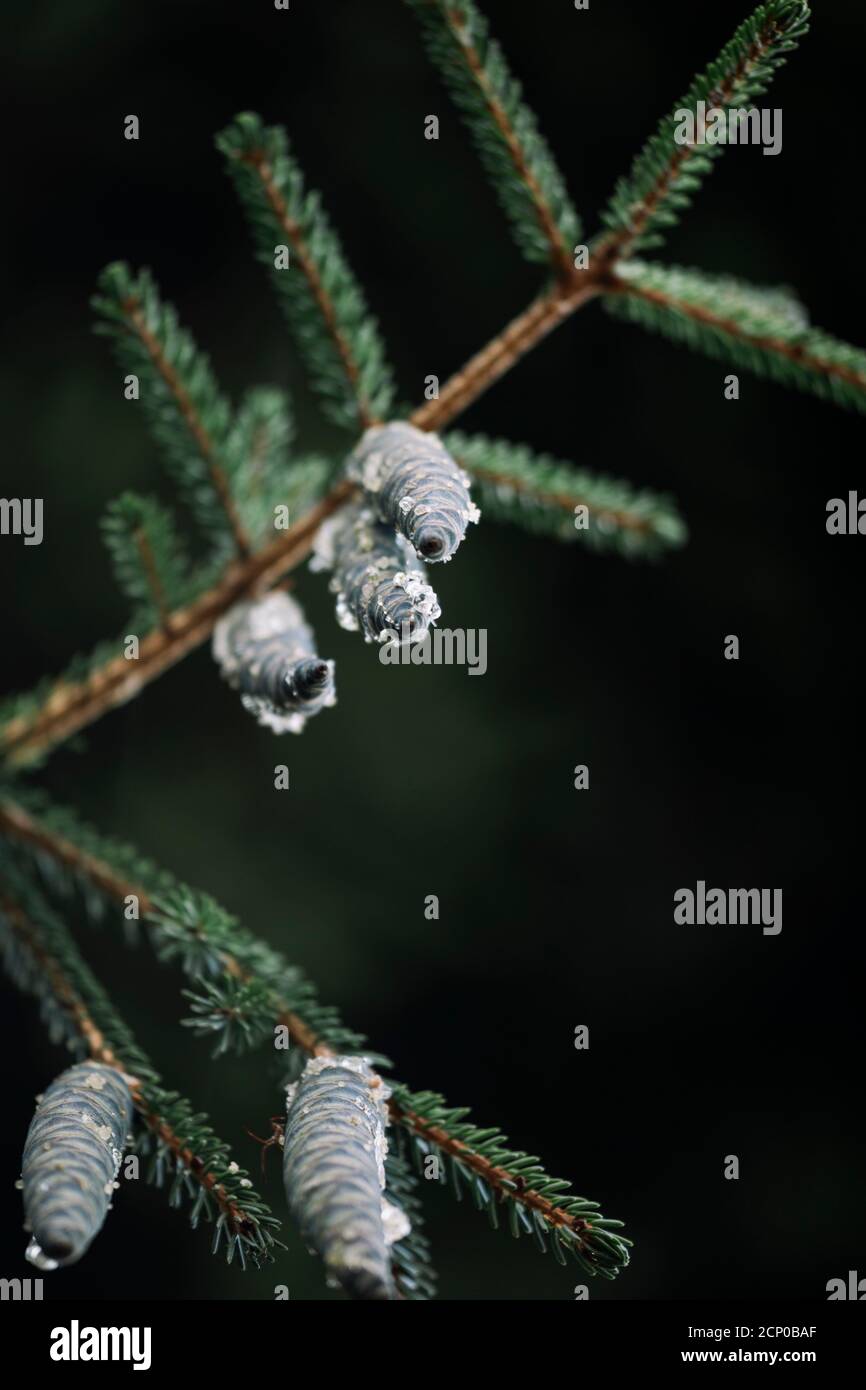 Spruce, spruce cones, resin Stock Photo - Alamy