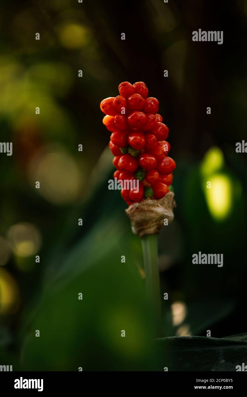 Fruit cluster hi-res stock photography and images - Alamy