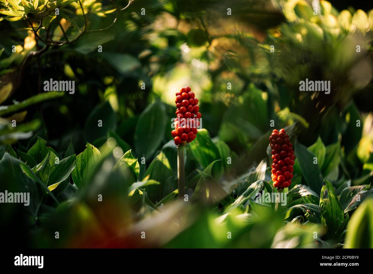 Fruit cluster hi-res stock photography and images - Alamy