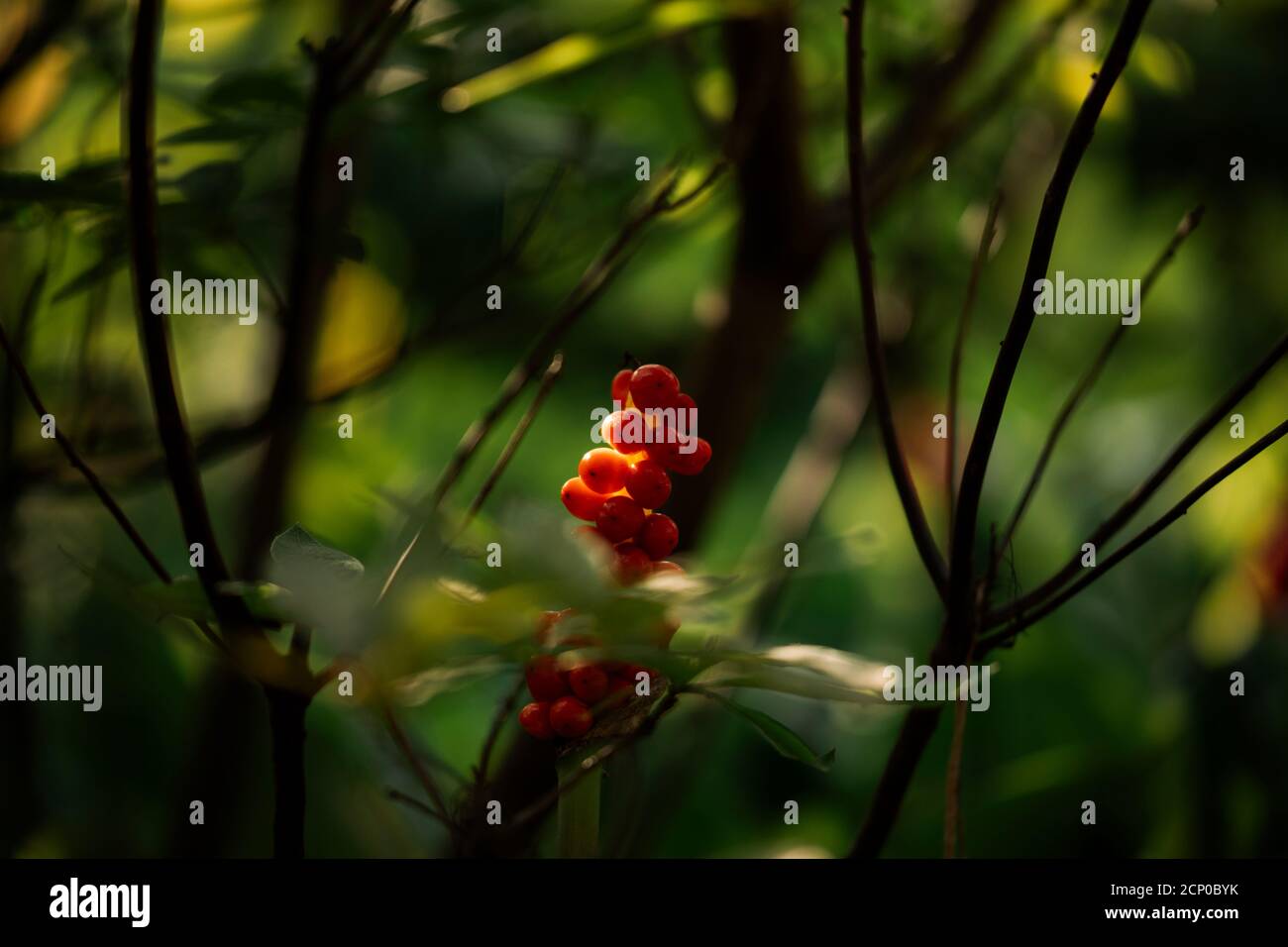 Fruit cluster hi-res stock photography and images - Alamy