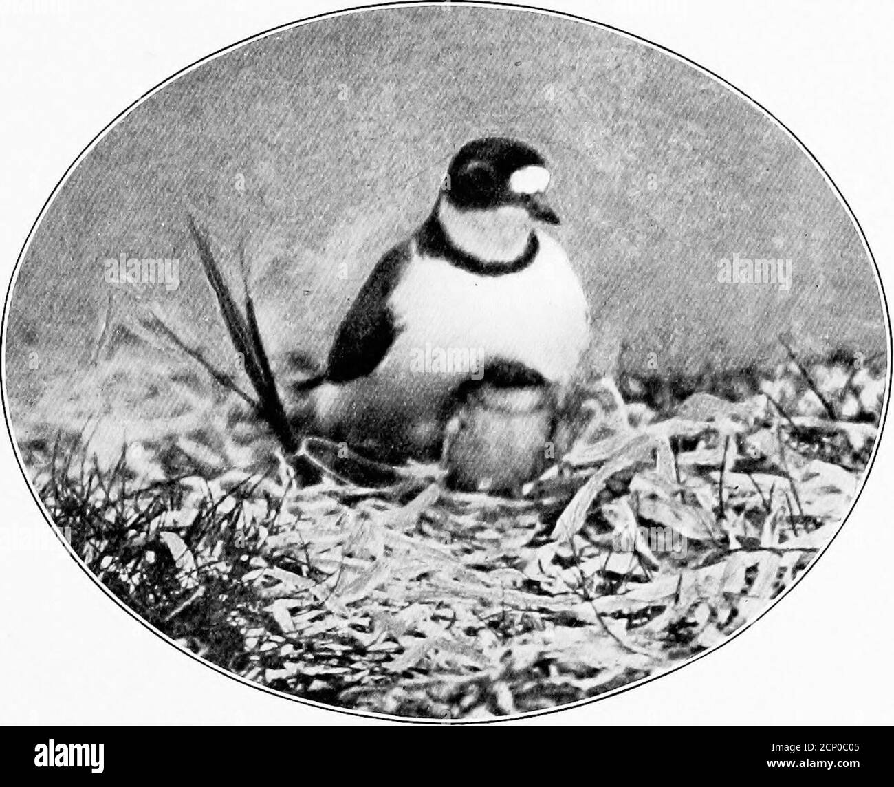 Little plover Black and White Stock Photos & Images - Alamy