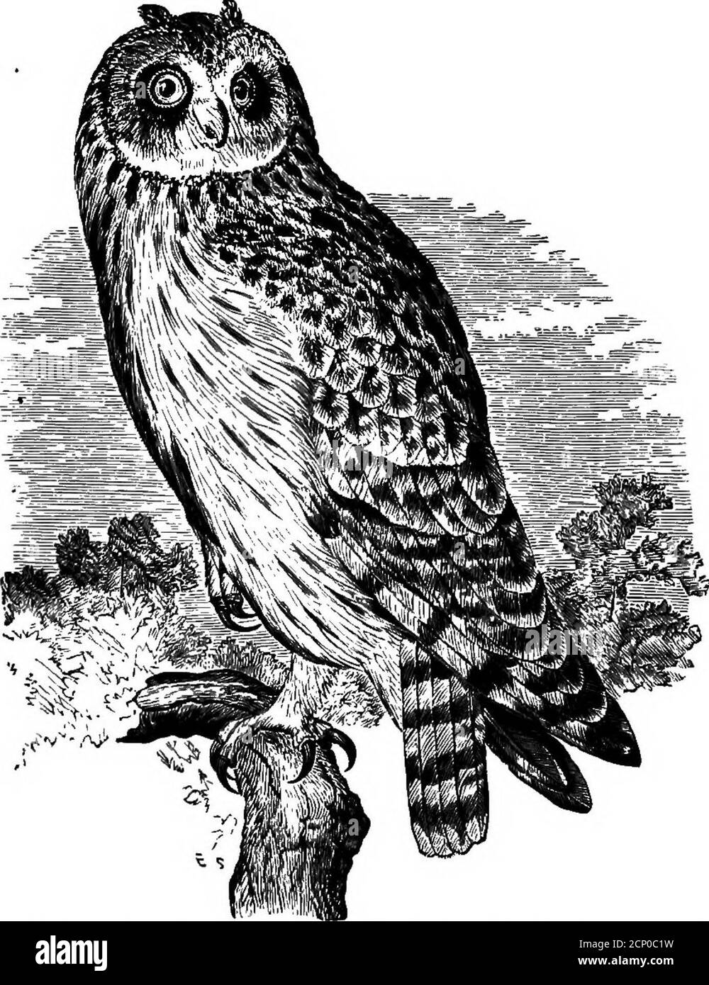 Strix bird species Cut Out Stock Images & Pictures - Alamy