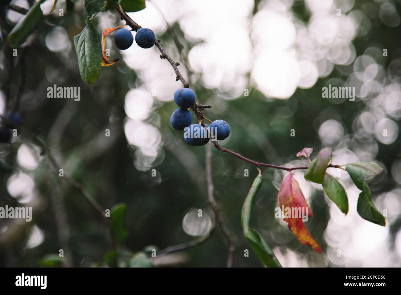 German acacia, hedge thorn, Prunus spinosa, sour plum, blackthorn, sloe ...