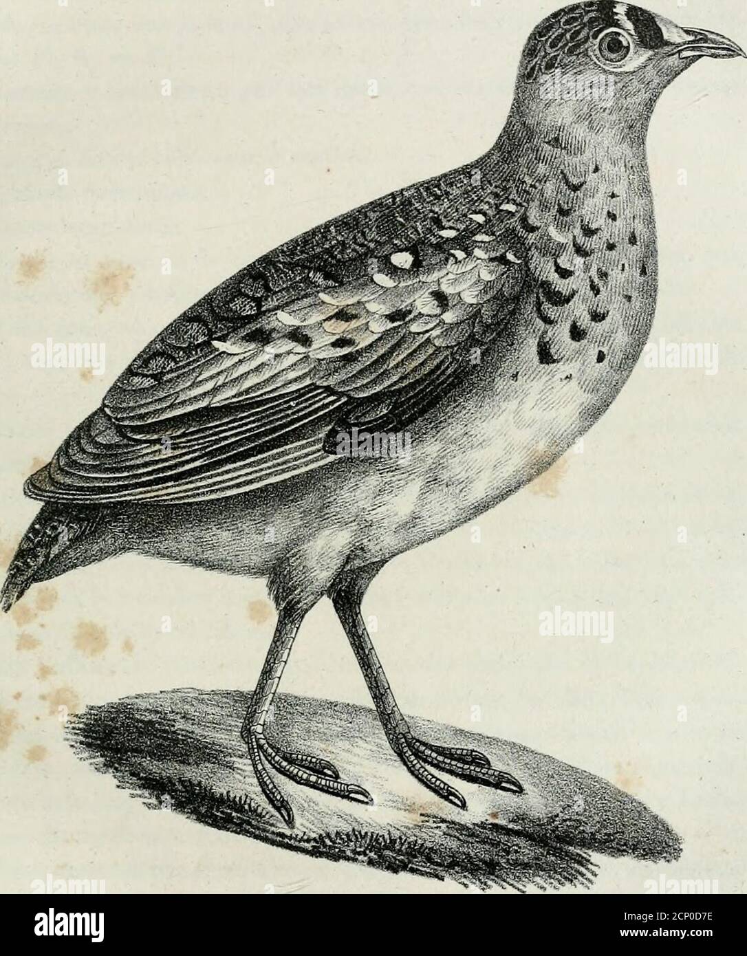 Dos transversales hi-res stock photography and images - Alamy