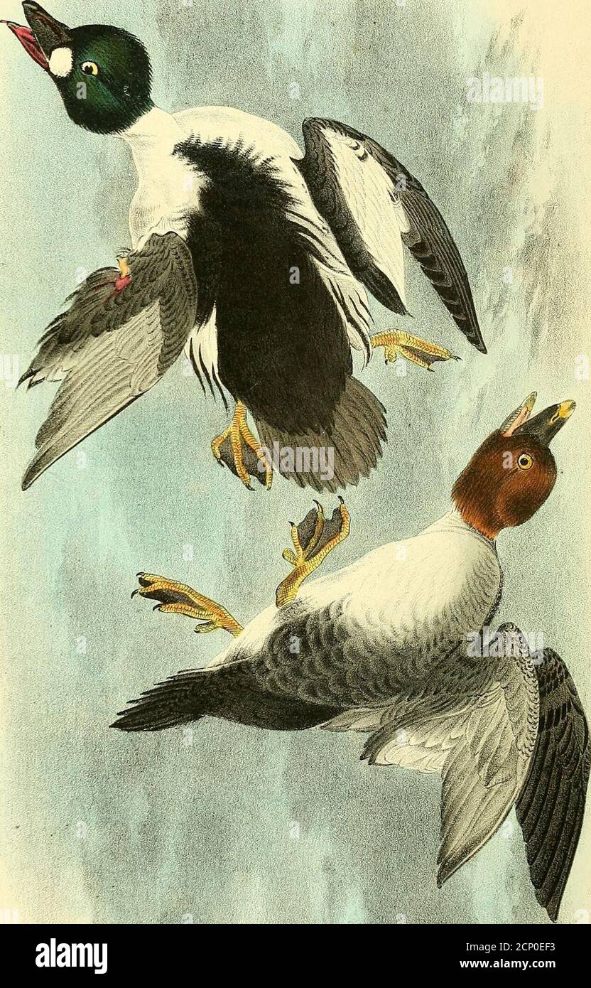 Jer falcon the birds of america hi-res stock photography and images - Alamy