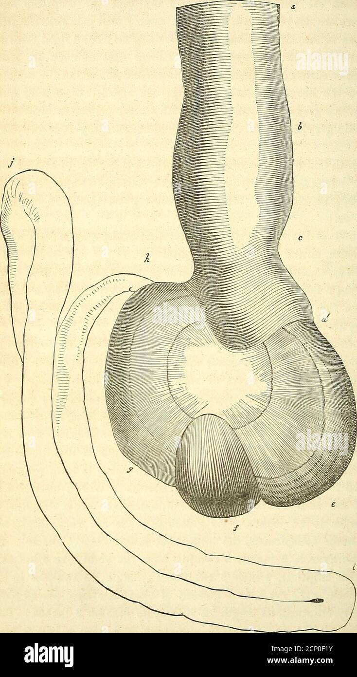 . The birds of America : from drawings made in the United States and ...