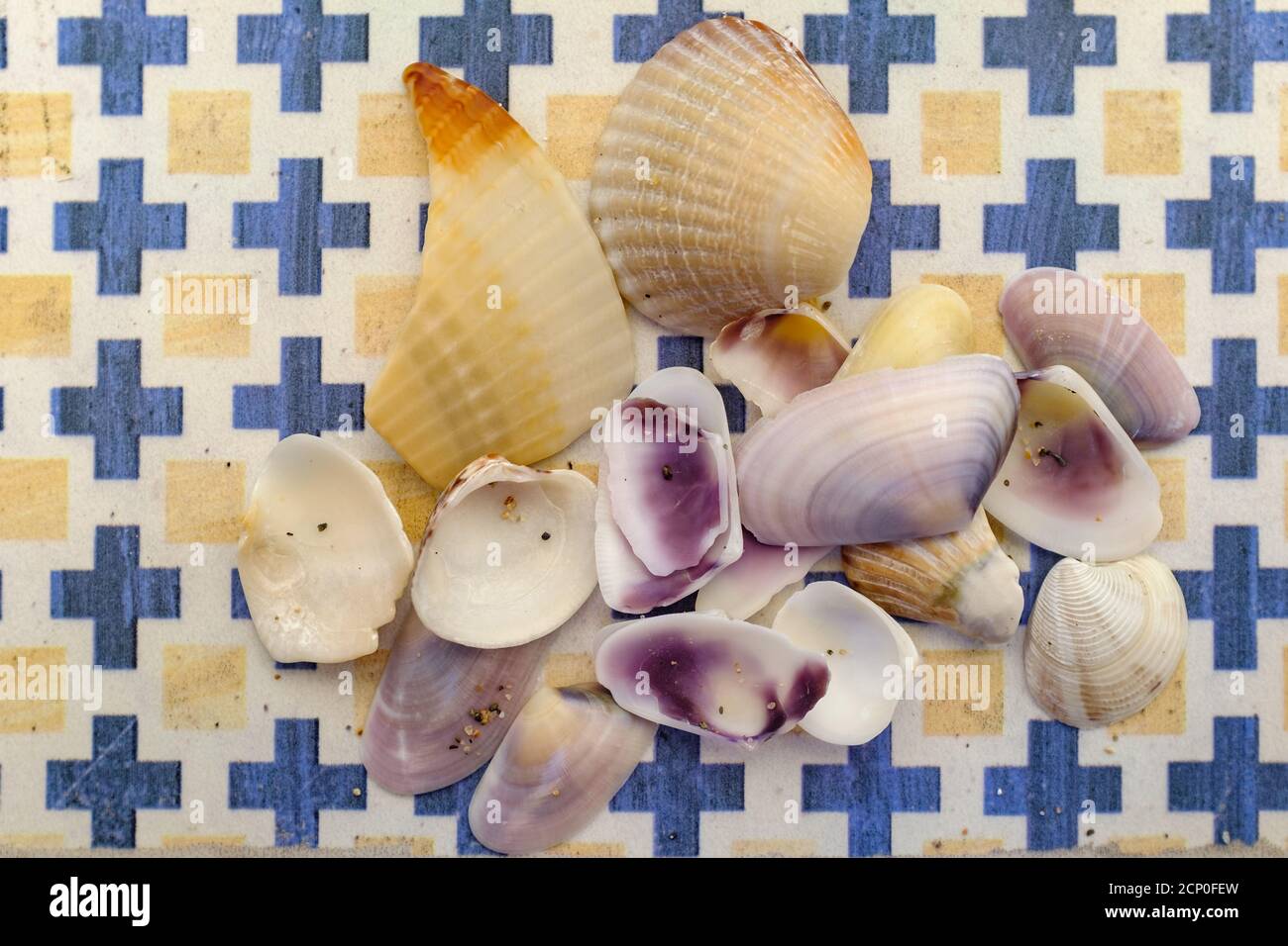 Sea shells on a mosaic pattern brick background surface Stock Photo - Alamy