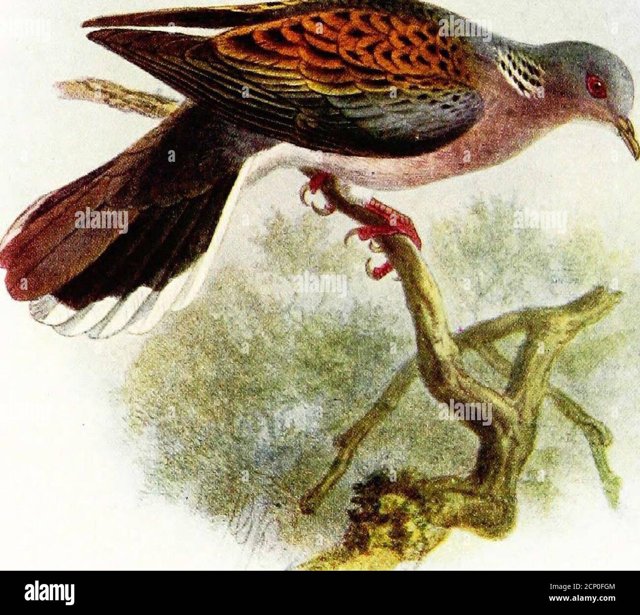 White wing bars two hi-res stock photography and images - Alamy