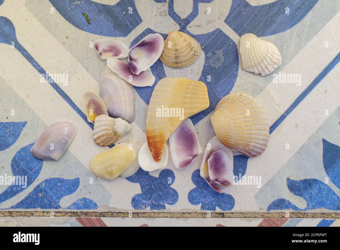 Sea shells on a mosaic pattern brick background surface Stock Photo - Alamy