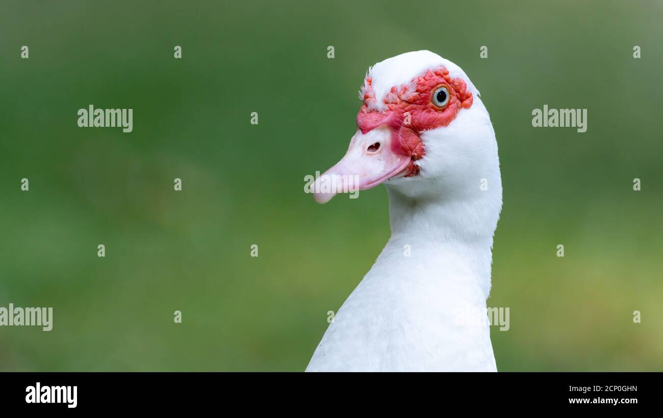 bird, ente, gans, tier, weiß, natur, schnabel, gans, bauernhof, gras ...