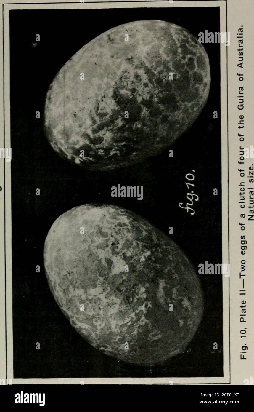 Leathery egg hi-res stock photography and images - Alamy