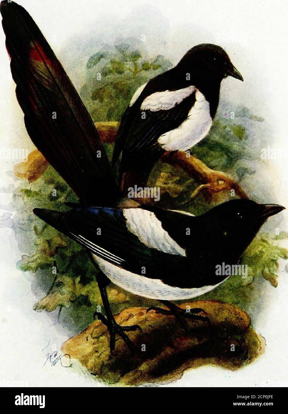 Black malar hi-res stock photography and images - Alamy