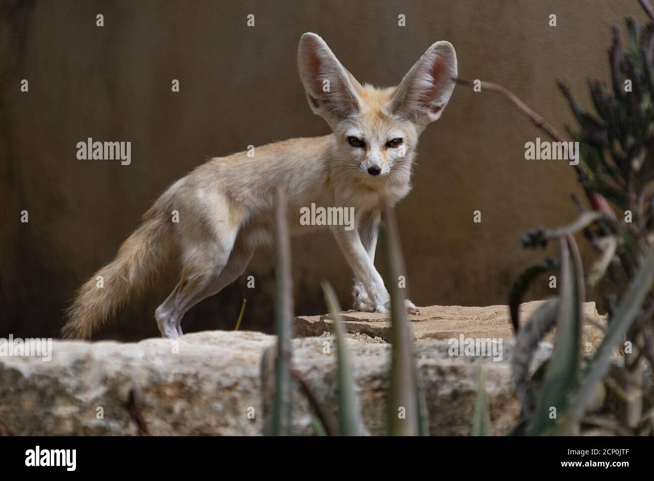 Fennec walks on a stone as he looks towards the camera Stock Photo - Alamy