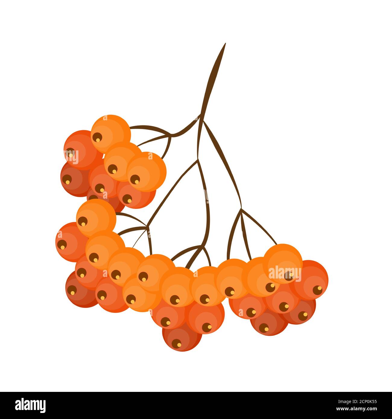 Autumn Rowan Berries Isolated on White Background. Vector Illustration ...