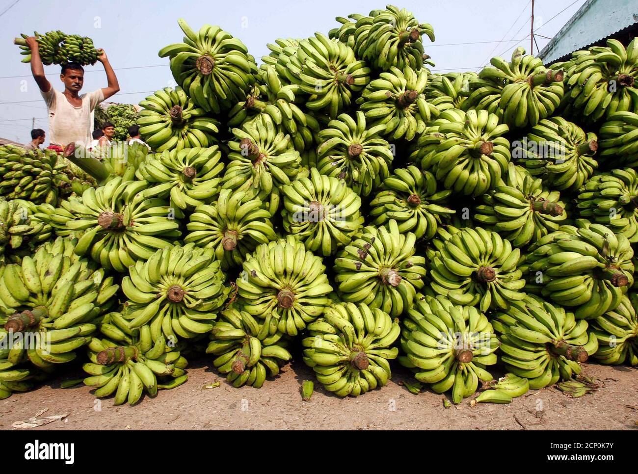 Are Bananas Good For The Chow Chow