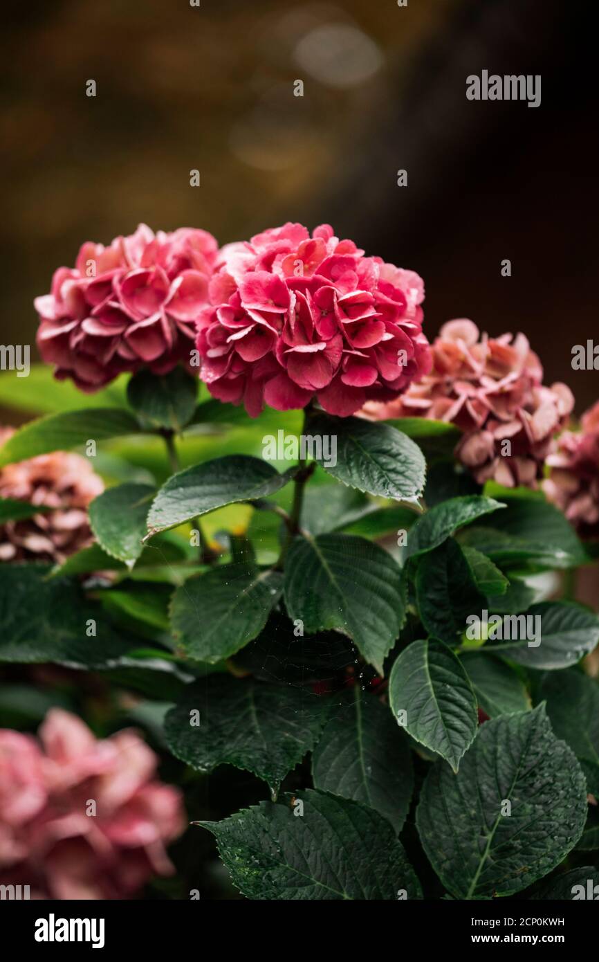 Ball hydrangea, hydrangea Stock Photo - Alamy