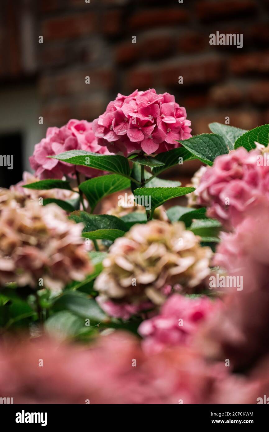 Ball hydrangea, hydrangea Stock Photo - Alamy
