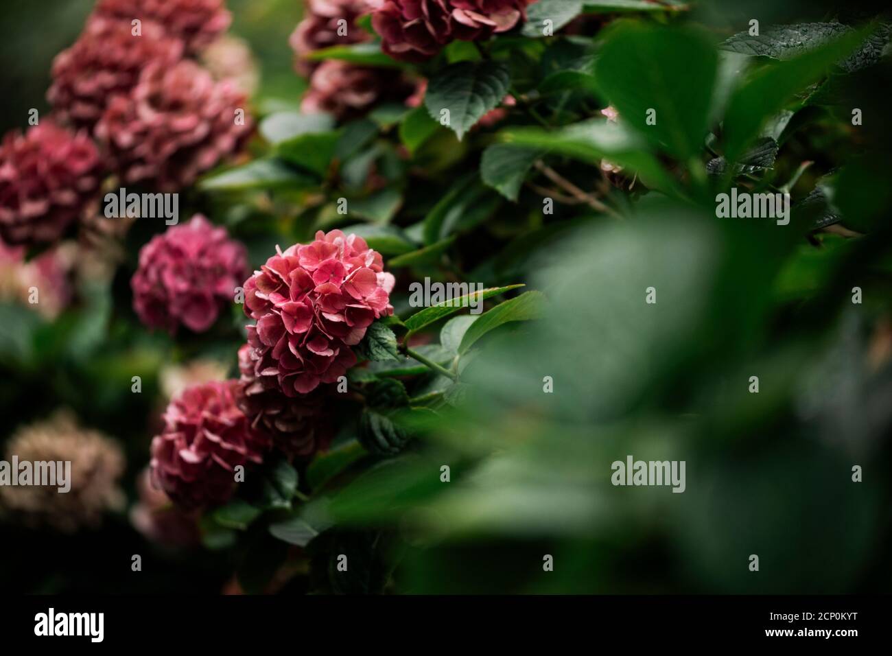 Ball hydrangea, hydrangea Stock Photo - Alamy