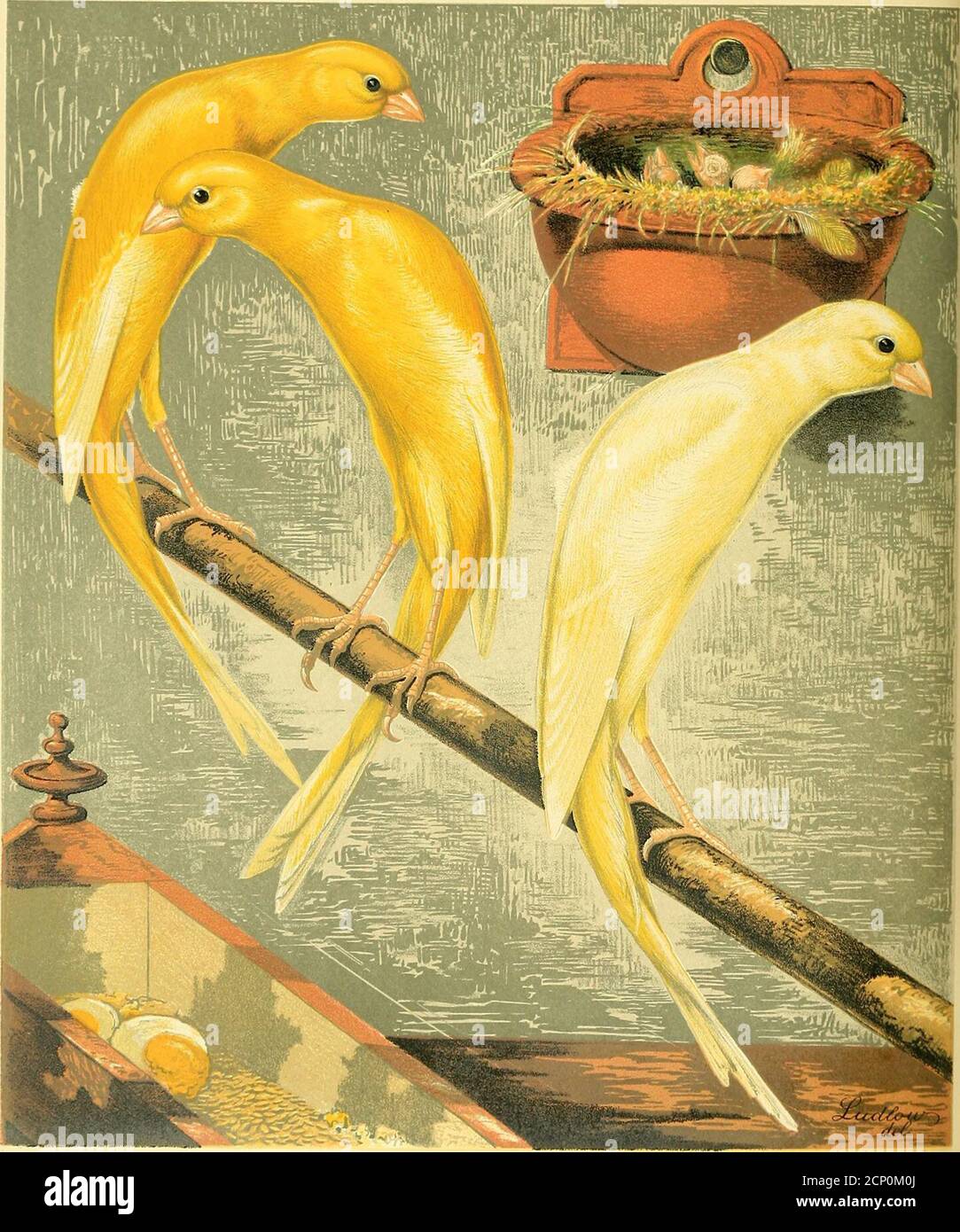 . The illustrated book of canaries and cage-birds, British and foreign ...