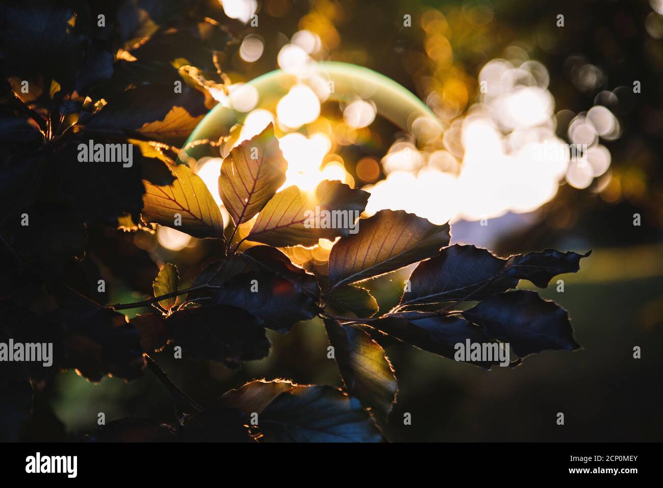 Tree, sun, back light Stock Photo - Alamy