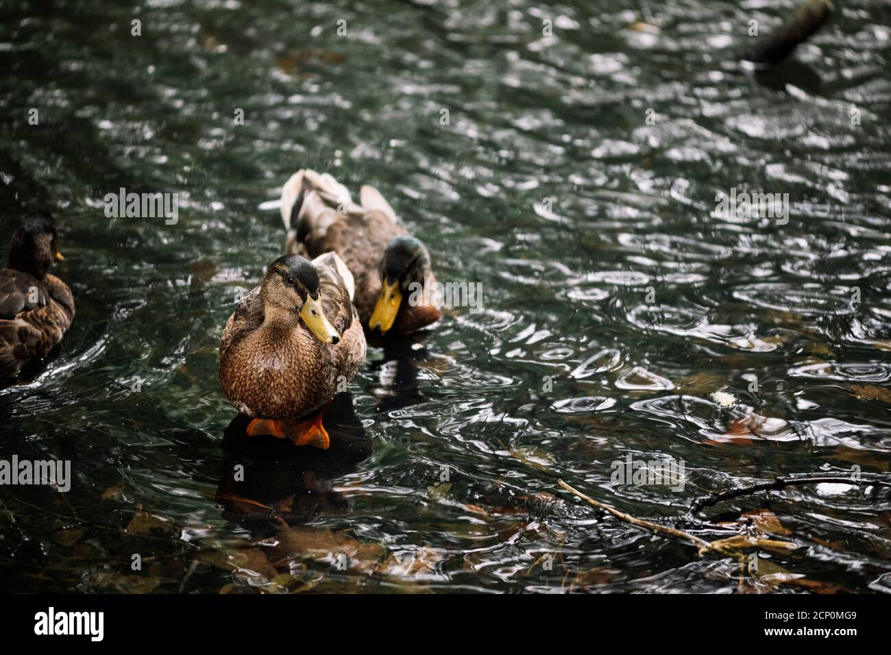 Mallards in lake hi-res stock photography and images - Alamy