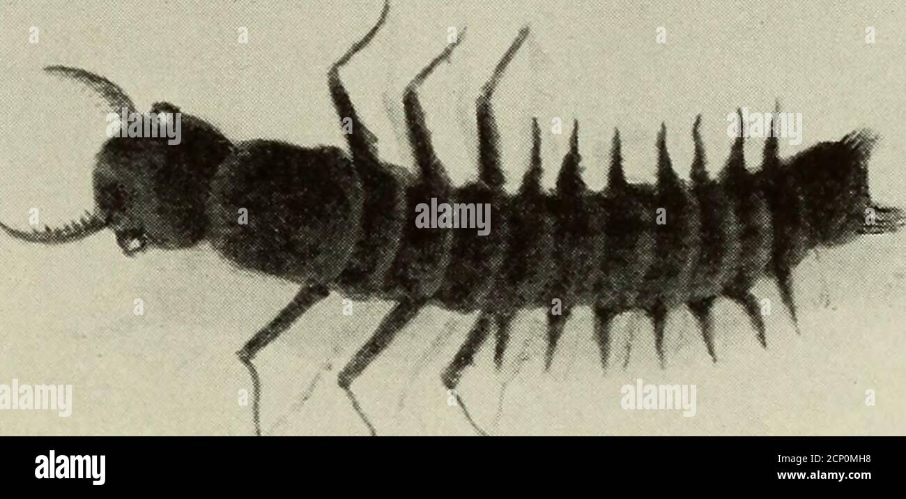 . Annual report . By J. D. Fouquet, Sept., 1909.Helgramite and Adult ...