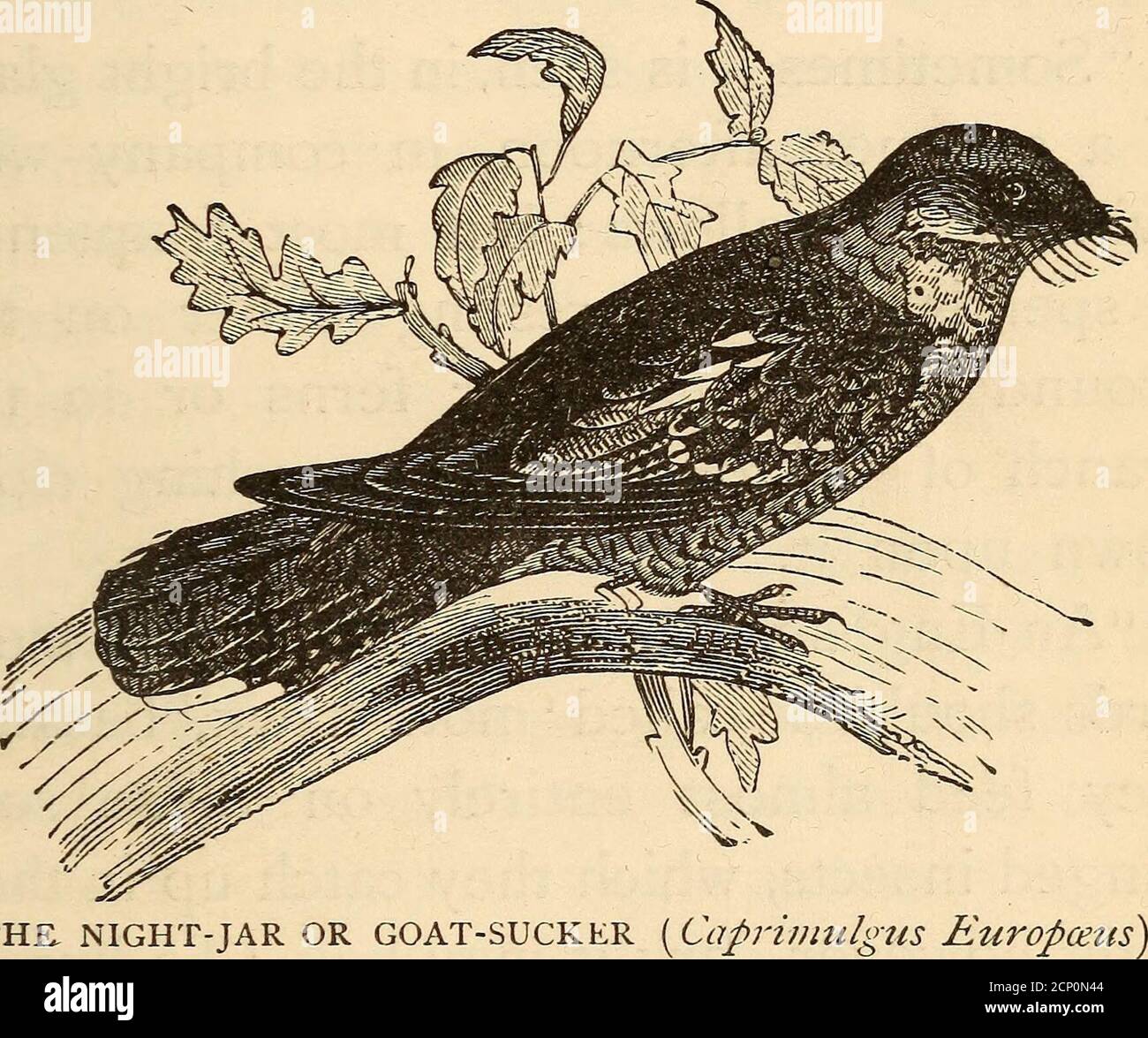 Goat sucker hi-res stock photography and images - Alamy