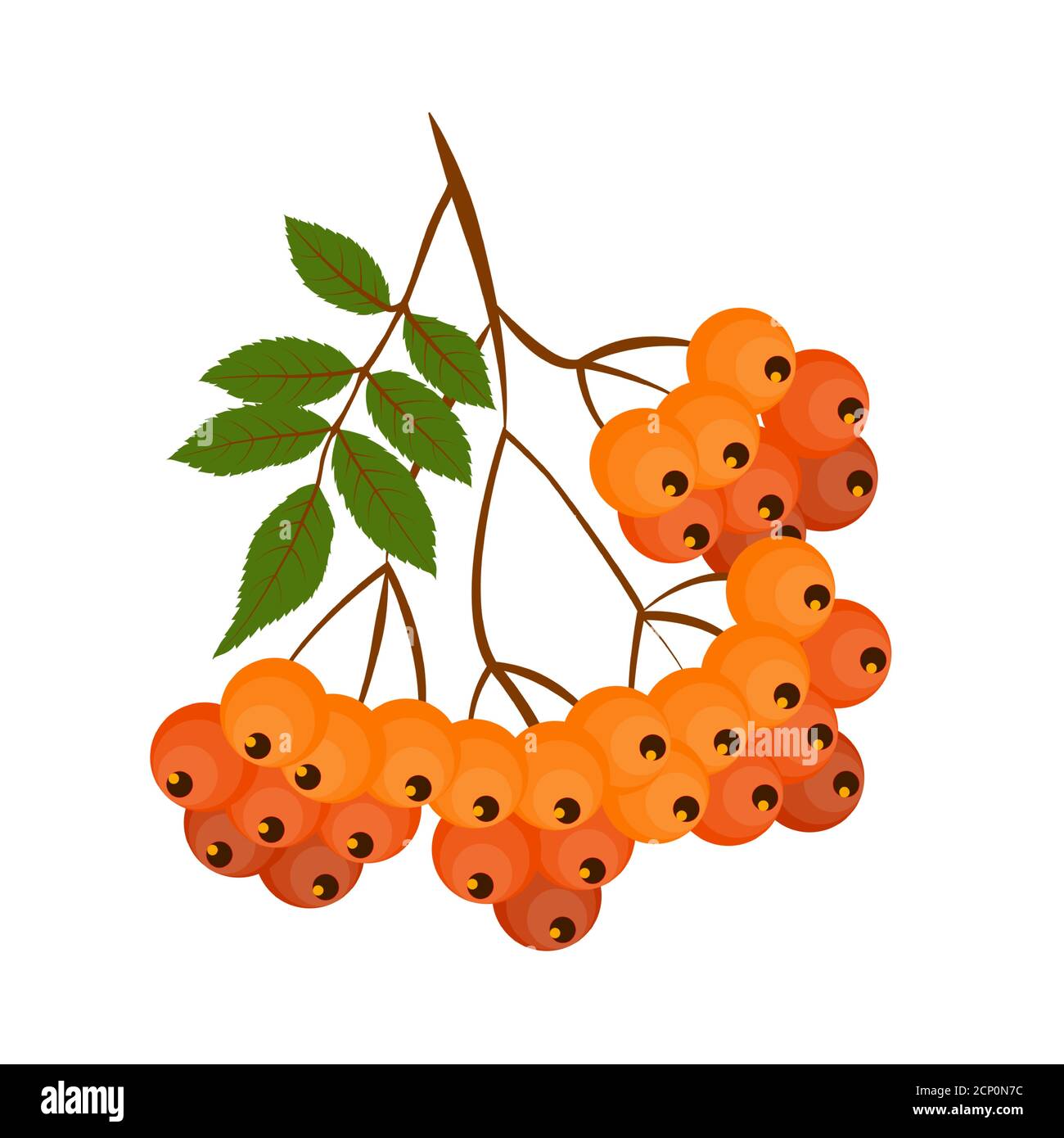 Rowan leaf Cut Out Stock Images & Pictures - Alamy