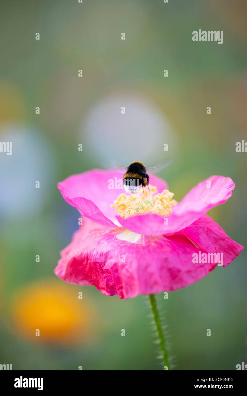 Bumble bee flying flower poppy hi-res stock photography and images - Alamy