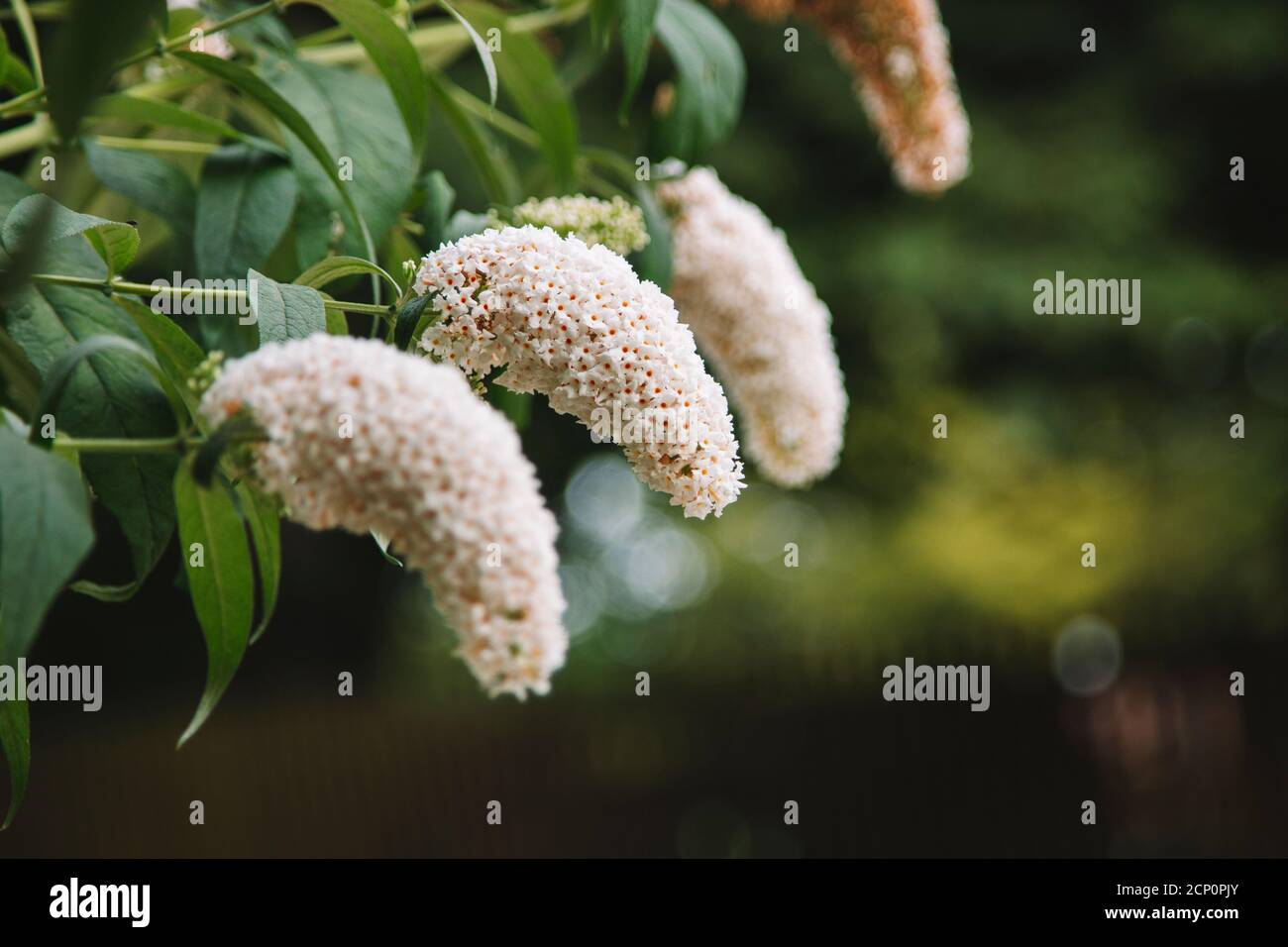Summer lilac blooms hi-res stock photography and images - Alamy