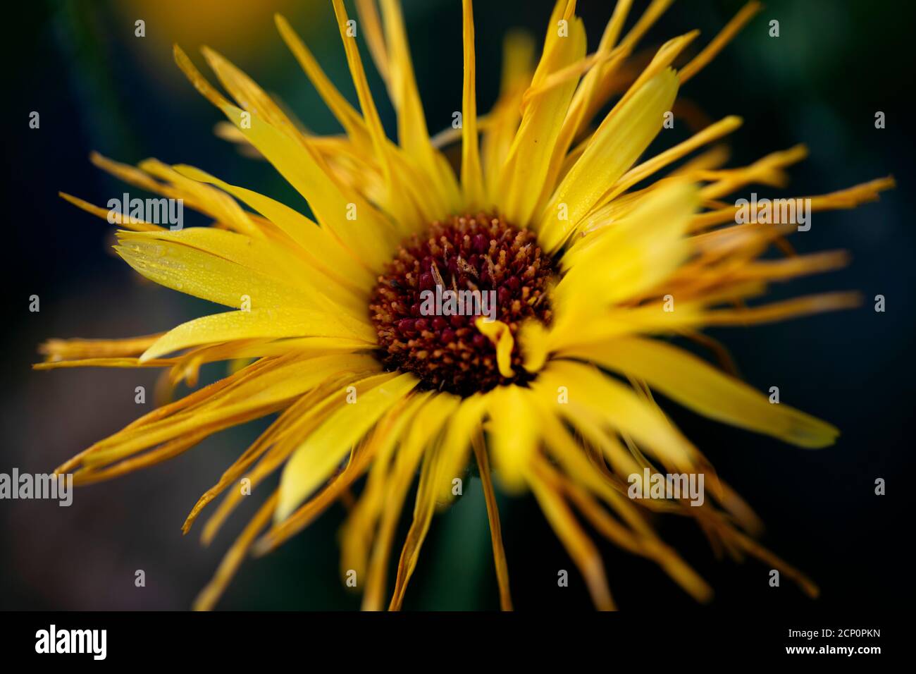 Wildflower meadow, yellow bloom Stock Photo - Alamy
