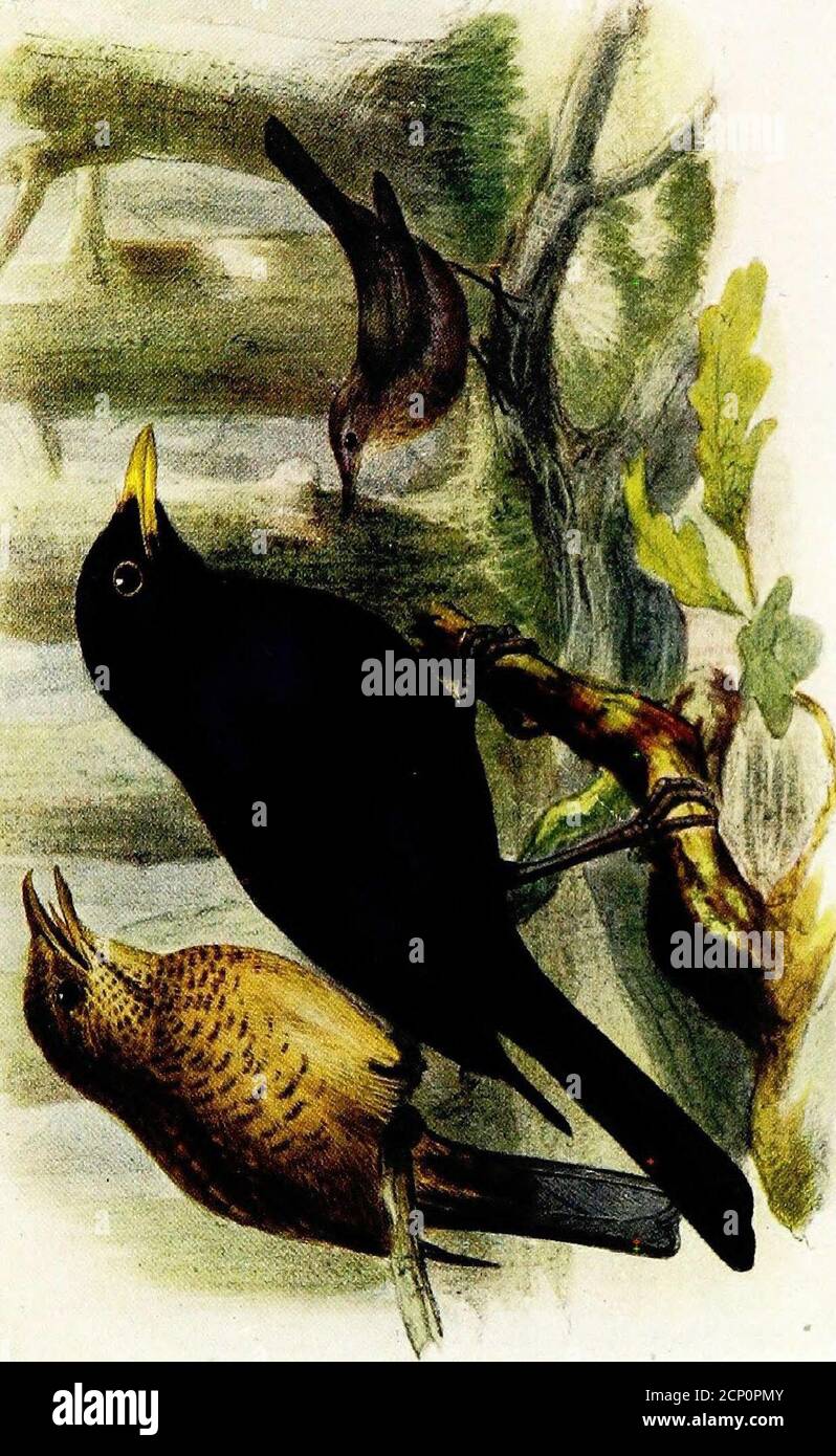 Suzerain hi-res stock photography and images - Alamy