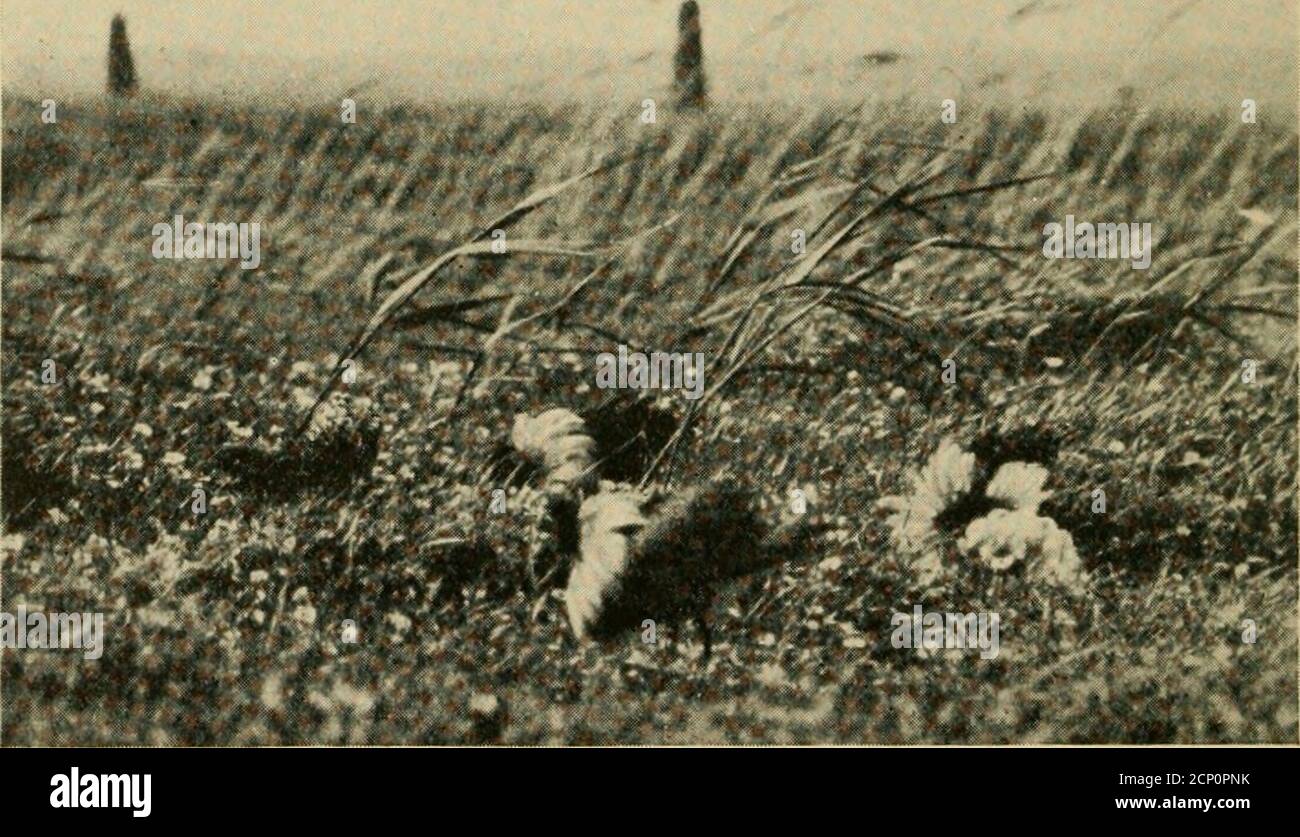 . British birds . extraordinarybehaviour ? How did it originate, and ...