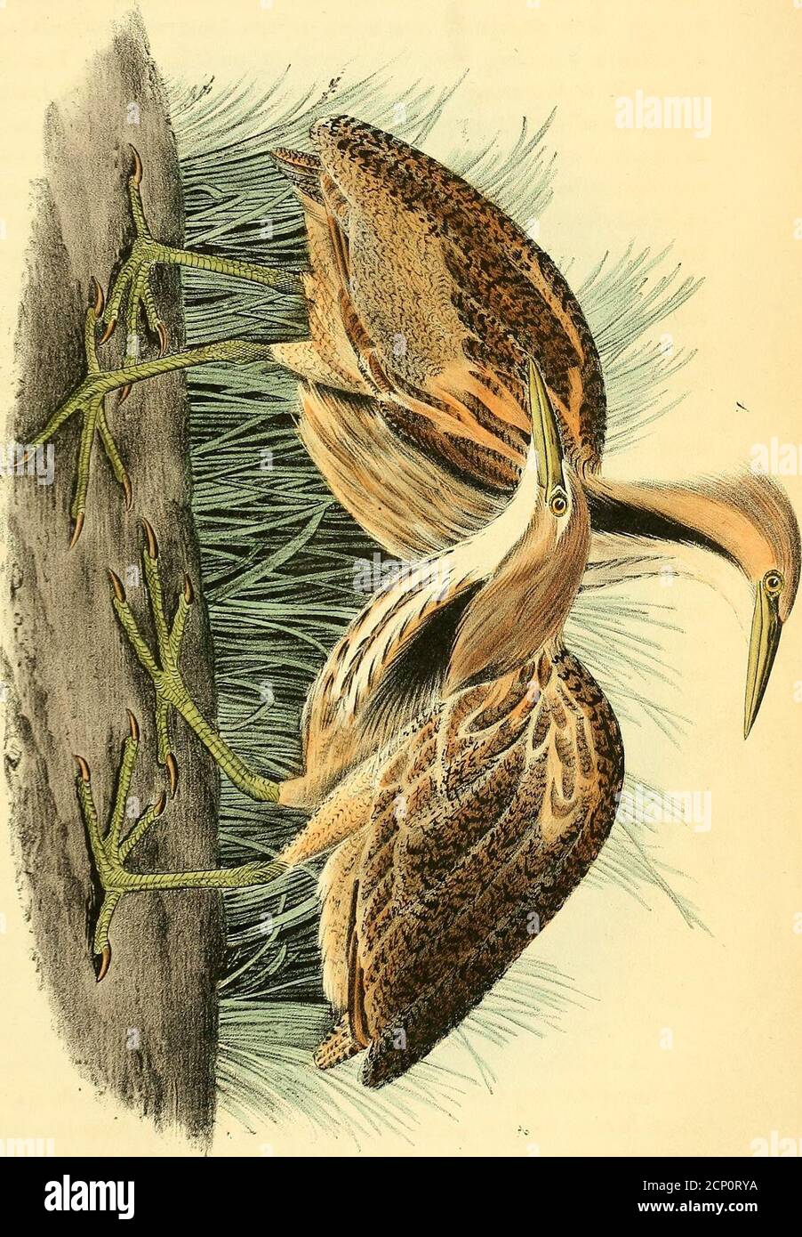 . The birds of America : from drawings made in the United States and ...