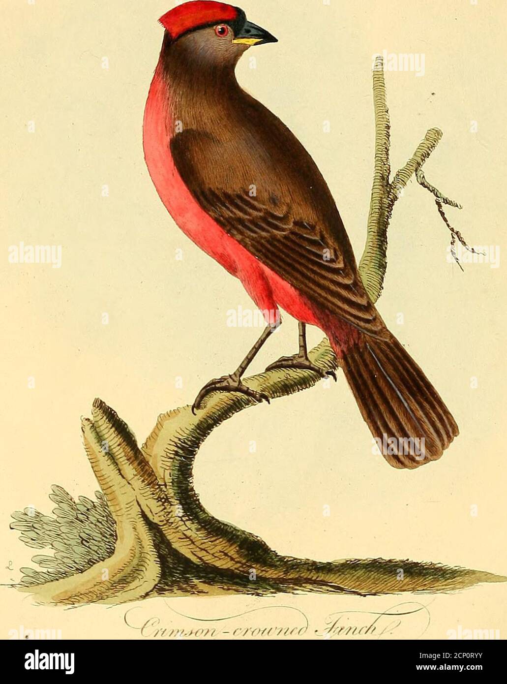 . A general history of birds . Gen. Syn. iii. 258. 10. A. In this the ...