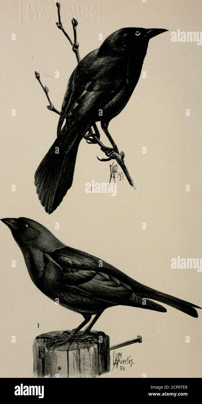 Purple thrush hi-res stock photography and images - Alamy