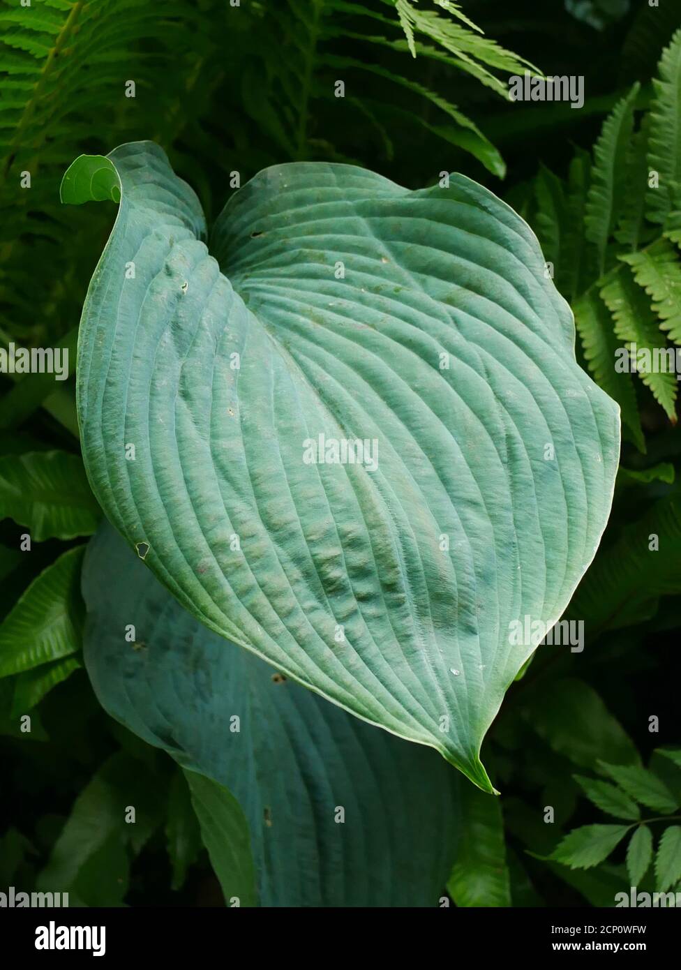 Glaucous leaf hi-res stock photography and images - Alamy