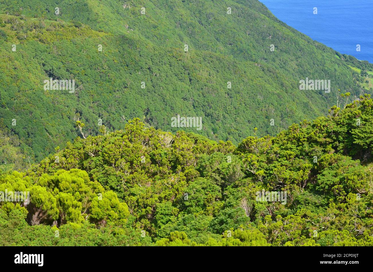 Azores evergreen forest hi-res stock photography and images - Alamy