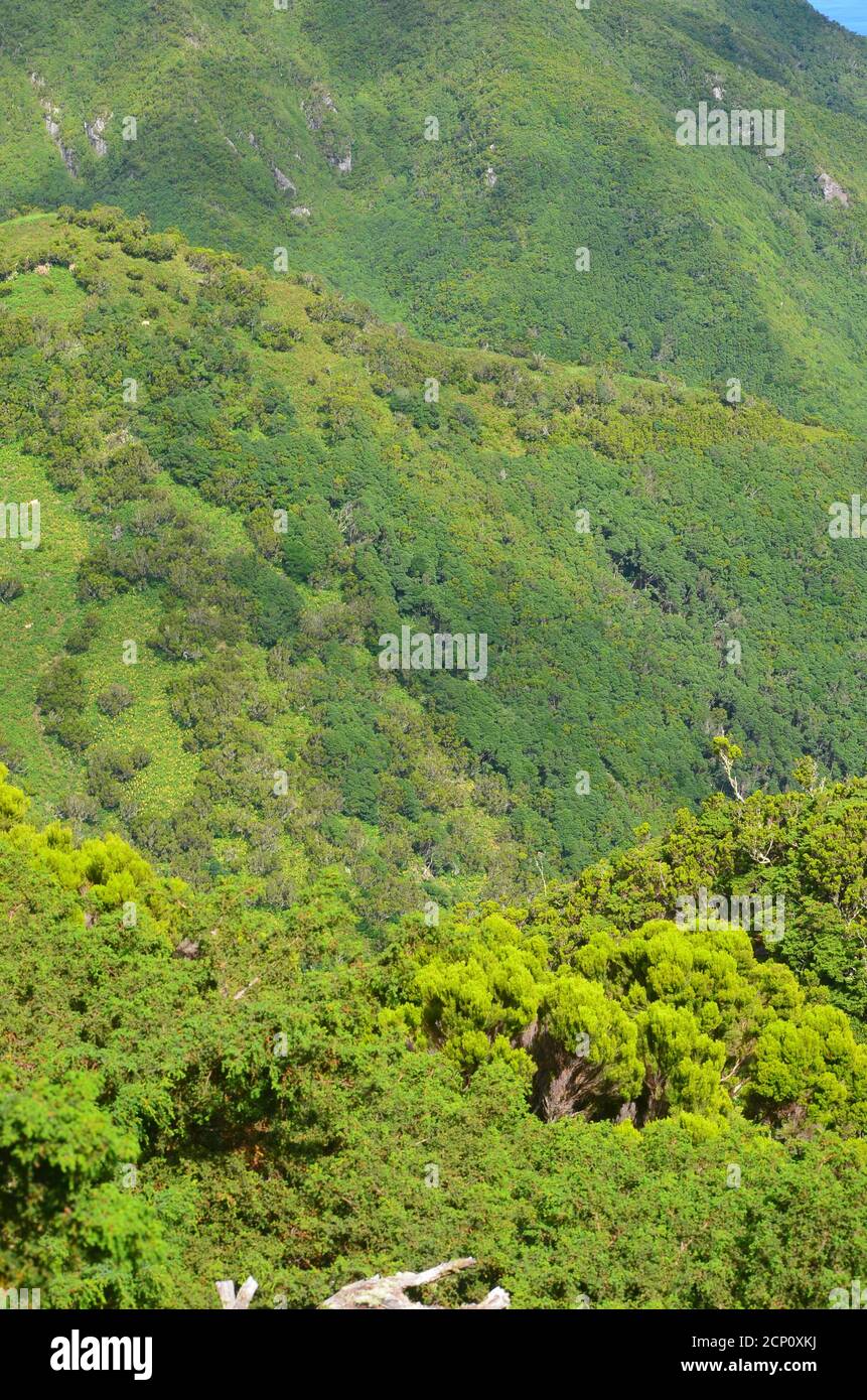 Azores evergreen forest hi-res stock photography and images - Alamy