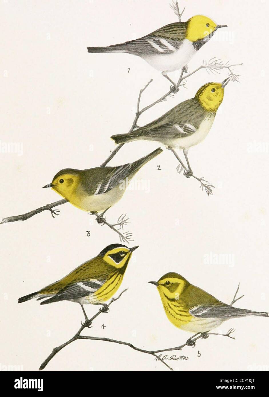 Underparts of tail whitish hi-res stock photography and images - Alamy