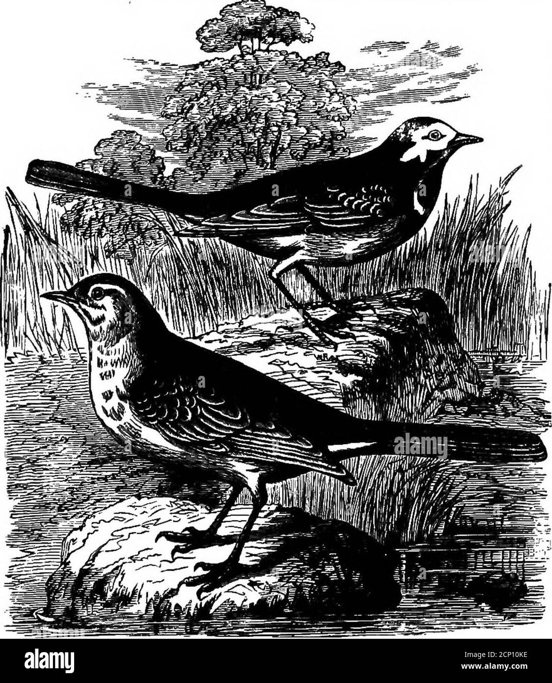 Oldworld bird Black and White Stock Photos & Images - Alamy
