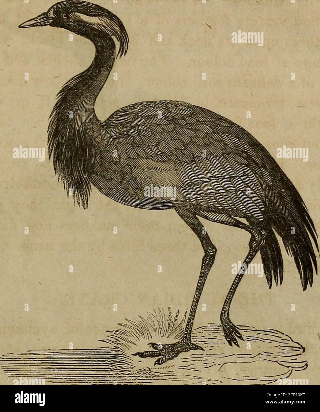 Numidian crane hi-res stock photography and images - Alamy