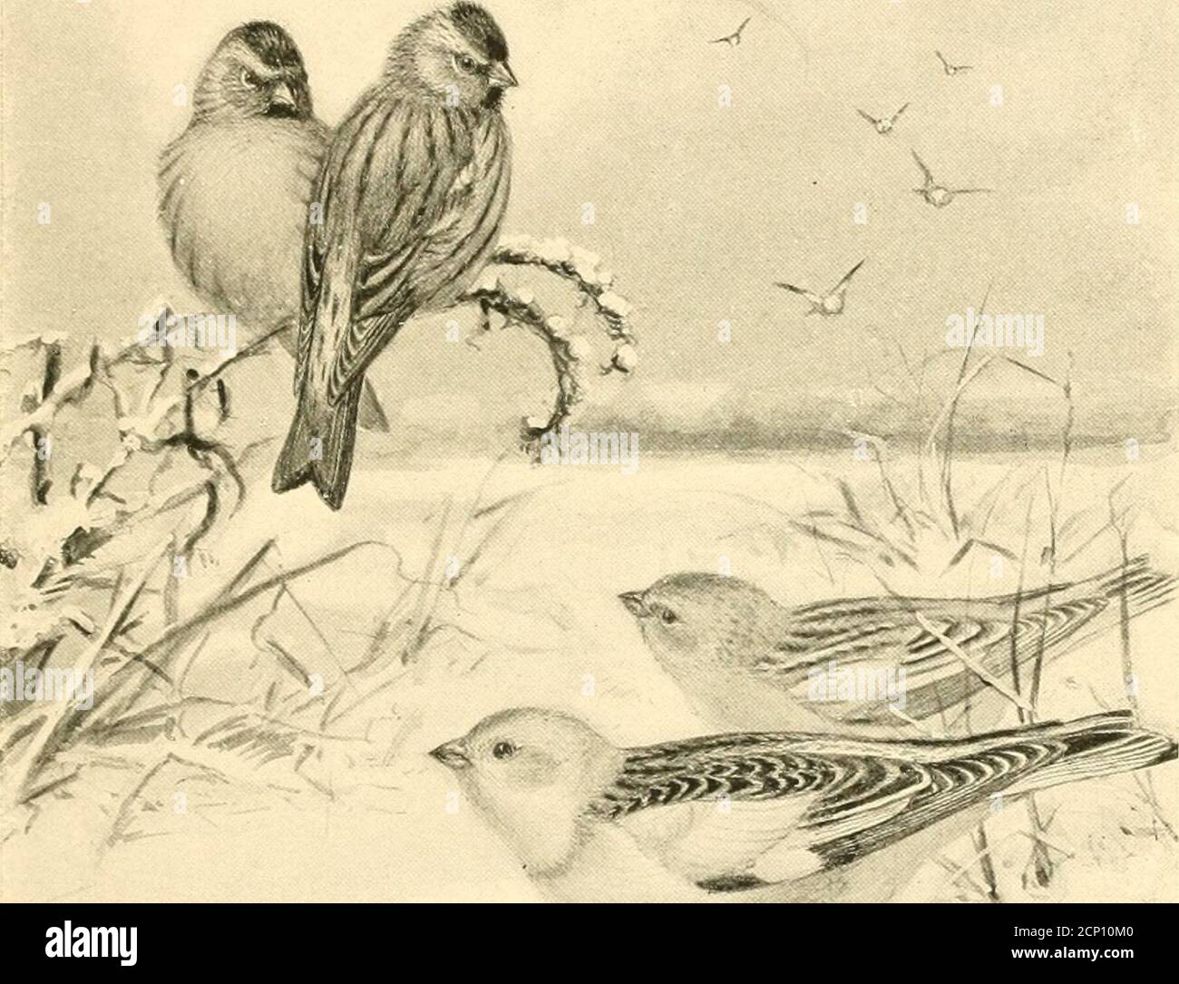 Bookidbirdlife hi-res stock photography and images - Alamy